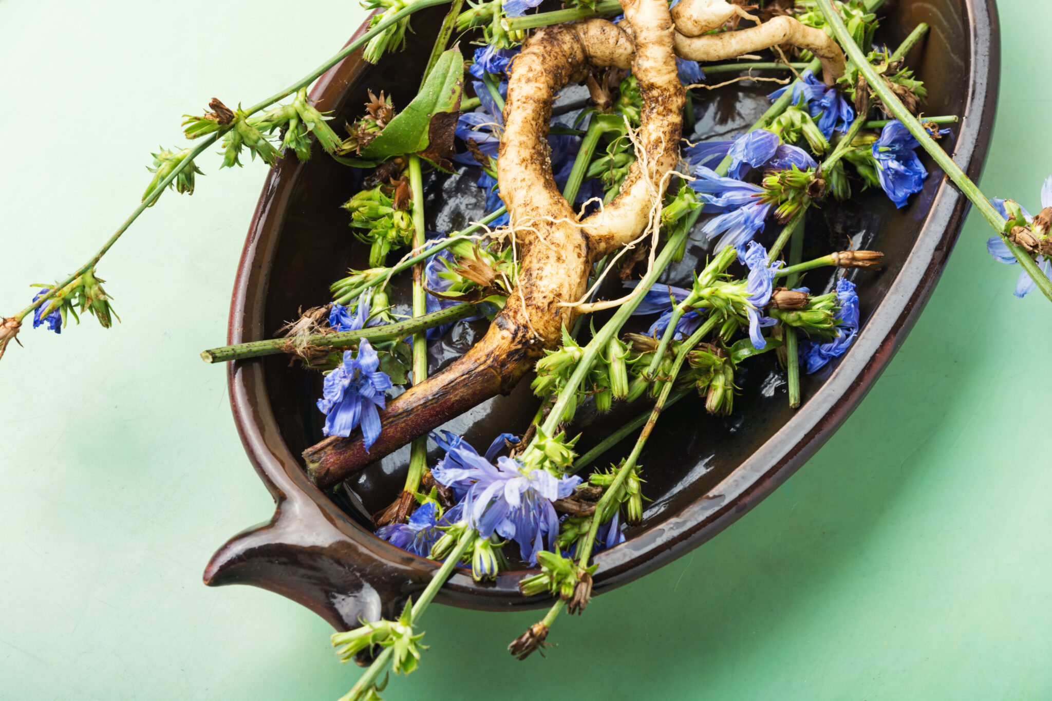 Everything You Need to Know about Chicory Root - Trubiotics